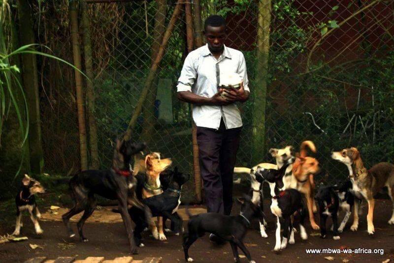 Mbwa Wa Africa Animal Rescue